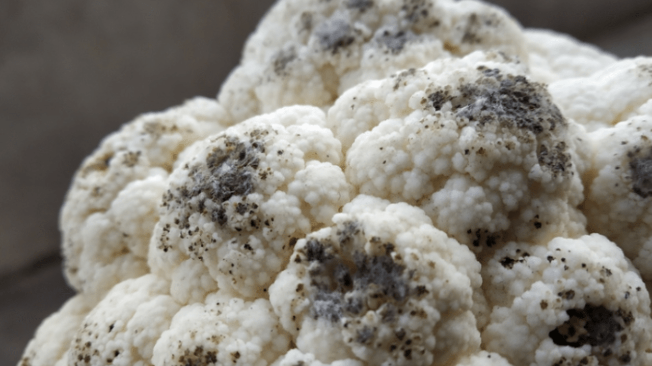 Black Spots on Cauliflower: Causes, Prevention, and Remedies"