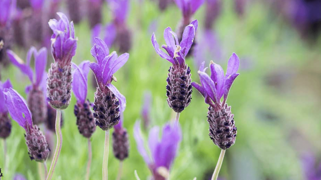 Care for Lavender Trees: Essential Tips for Healthy Growth