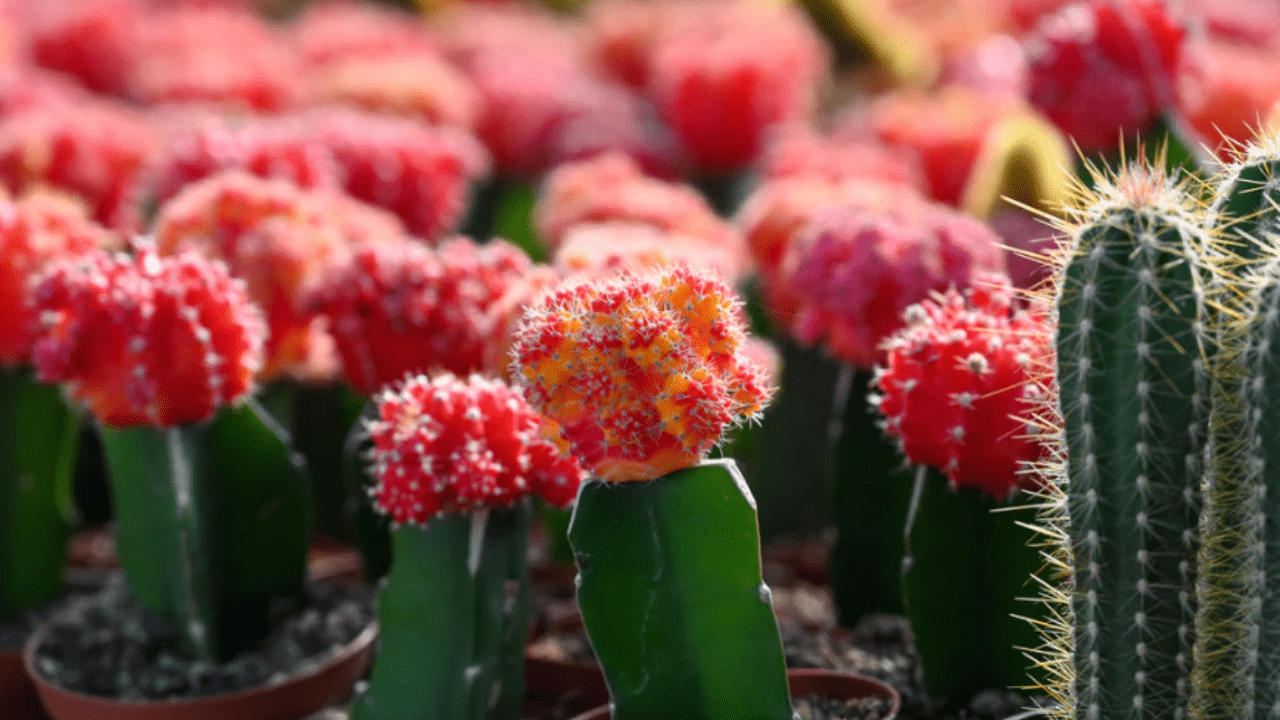 Moon Cactus Plant: Essential Care for Colorful Indoor Cacti
