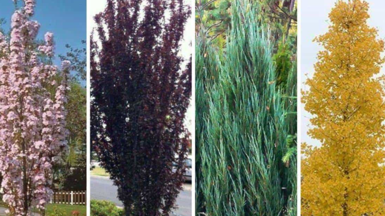 Tall Narrow Trees: Perfect Choices for Small Gardens