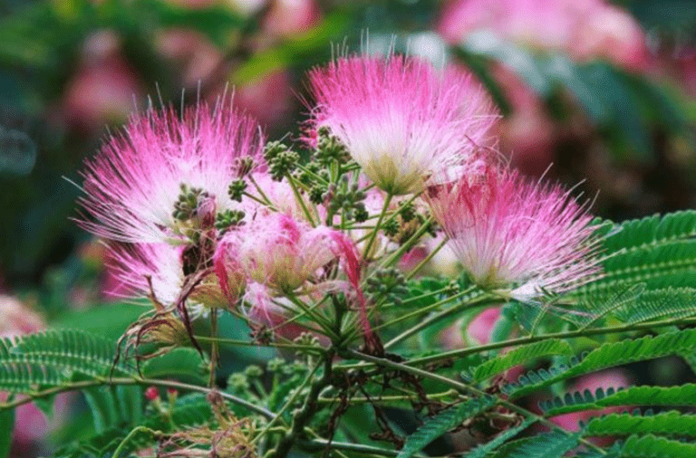Mimosa Trees: Stunning Blooms and Easy Care Instructions