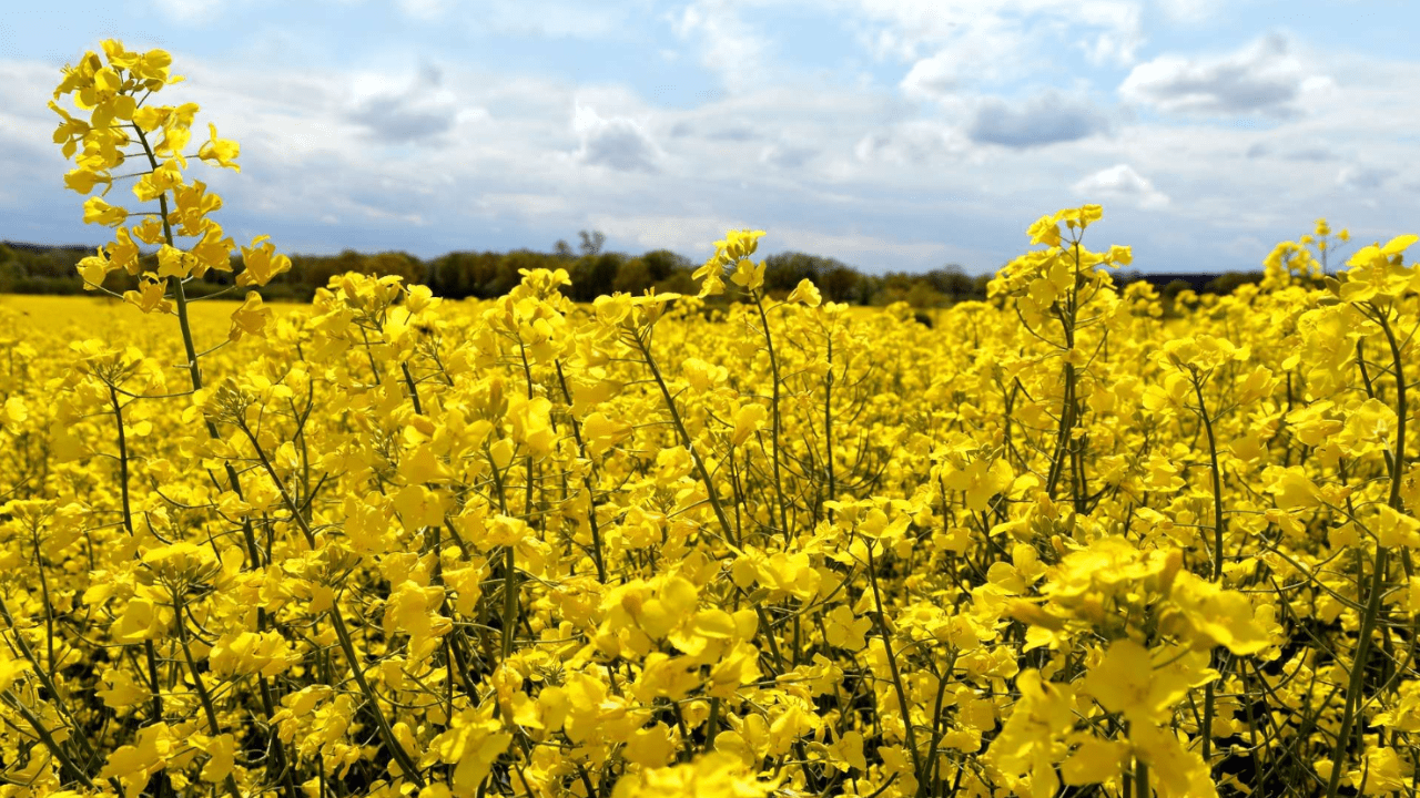 Crop with Yellow Flowers: Discover Its Benefits and Uses