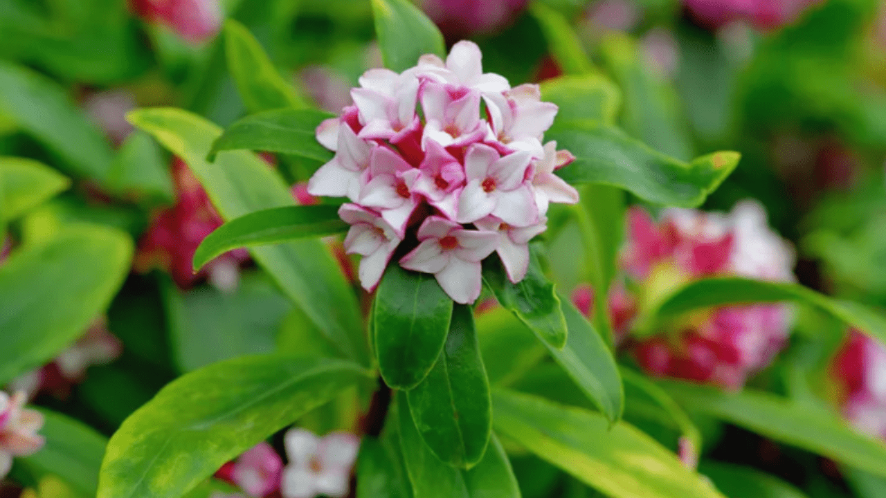 Daphne Plant Care: Essential Tips for Vibrant Growth
