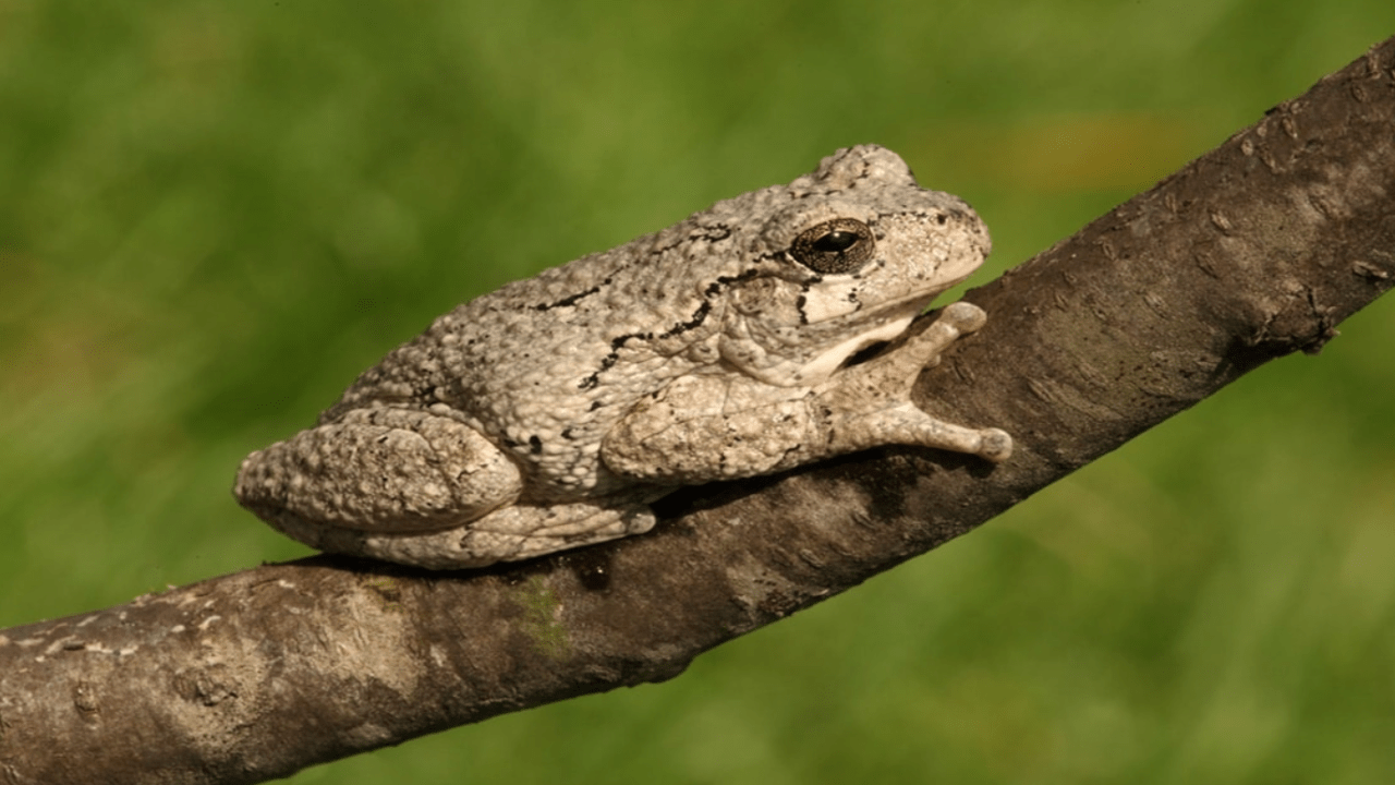 Grey Tree Frog Care: Keeping Your Pet Frog Healthy
