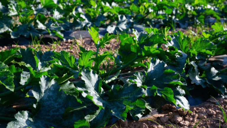 How to Prune Squash Plants Properly: Step-by-Step Guide