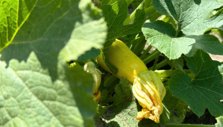 How to Prune Squash Plants Properly: Step-by-Step Guide