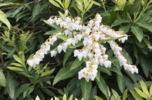 Andromeda Plant: Care Tips and Growing Guide