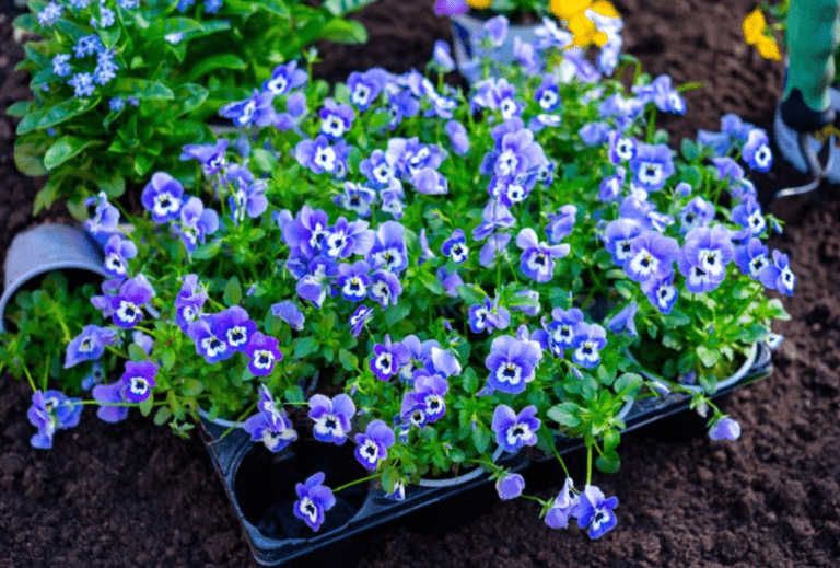 Viola Plant Care Tips: Grow Beautiful Blooms in Your Garden
