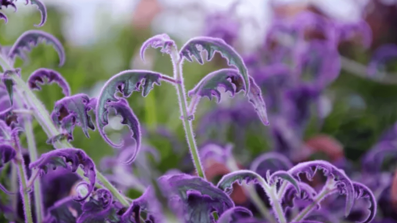 Purple Passion Plant Care: Best Practices for Vibrant Growth