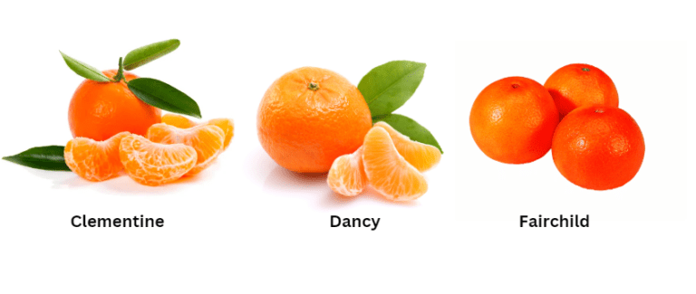 Tangerine Plant Guide: Best Practices for Home Cultivation