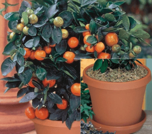 Tangerine Plant Guide: Best Practices for Home Cultivation