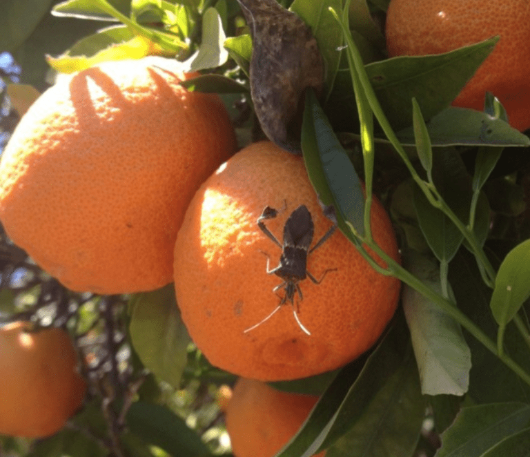 Tangerine Plant Guide: Best Practices for Home Cultivation
