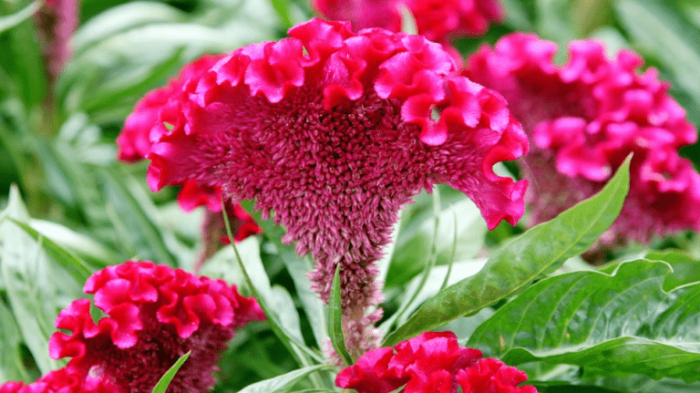 Cock's Comb Flowers: Tips for Thriving, Colorful Displays.