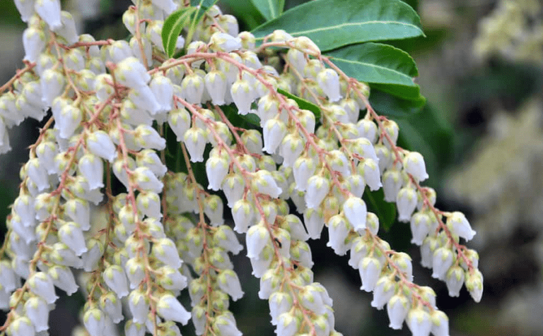 Andromeda Plant: Care Tips and Growing Guide