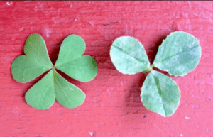 Wood Sorrel vs Clover: Key Differences and Uses Explained