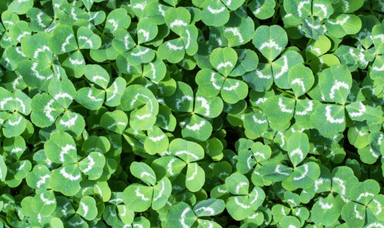 Wood Sorrel vs Clover: Key Differences and Uses Explained