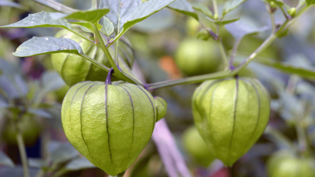 Tomatillo Plant Guide: From Planting to Harvesting Tips