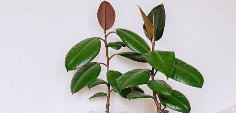 Rubber Tree Leaves Falling Off: Causes and Quick Solutions