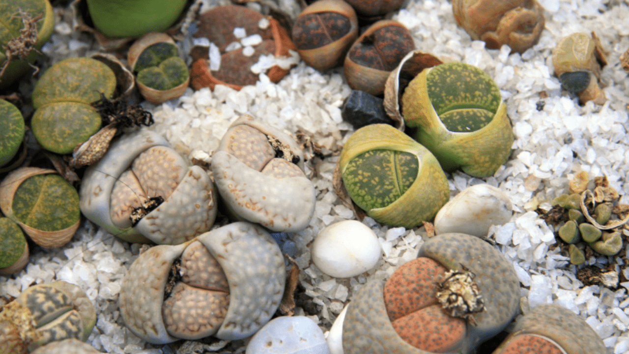 Lithops Plant: Growing and Caring for Living Stones