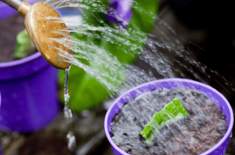 Streptocarpus Plant: Ultimate Care and Growing Tips