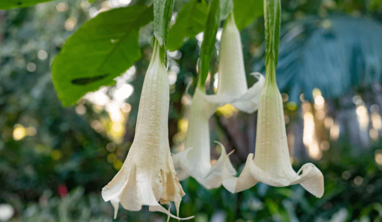 Bell Flowers: Ultimate Guide to Growing and Caring