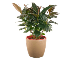 Pruning Rubber Tree: Best Techniques for Healthier Growth