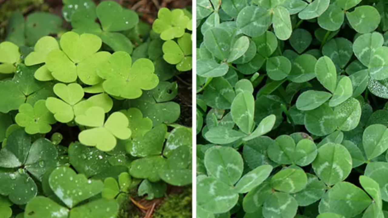 Wood Sorrel vs Clover: Key Differences and Uses Explained