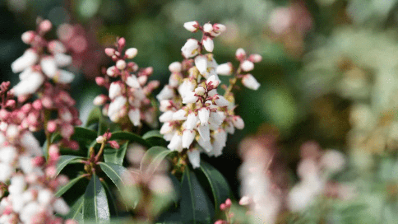 Andromeda Plant: Care Tips and Growing Guide