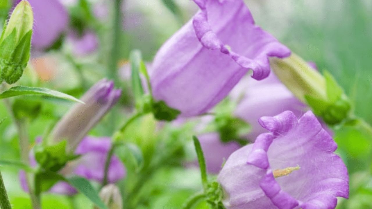 Bell Flowers: Ultimate Guide to Growing and Caring