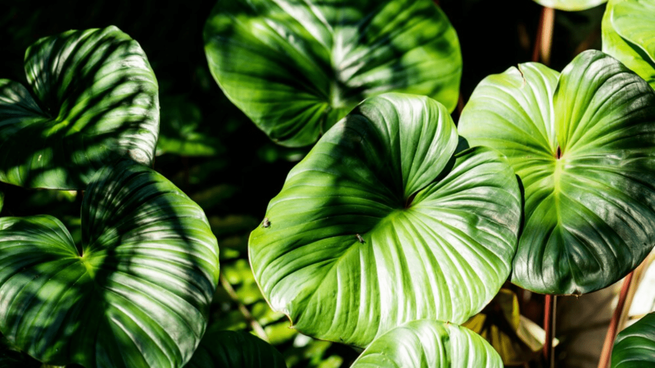 Large Leaf Outdoor Plants: Bold Foliage for Your Garden