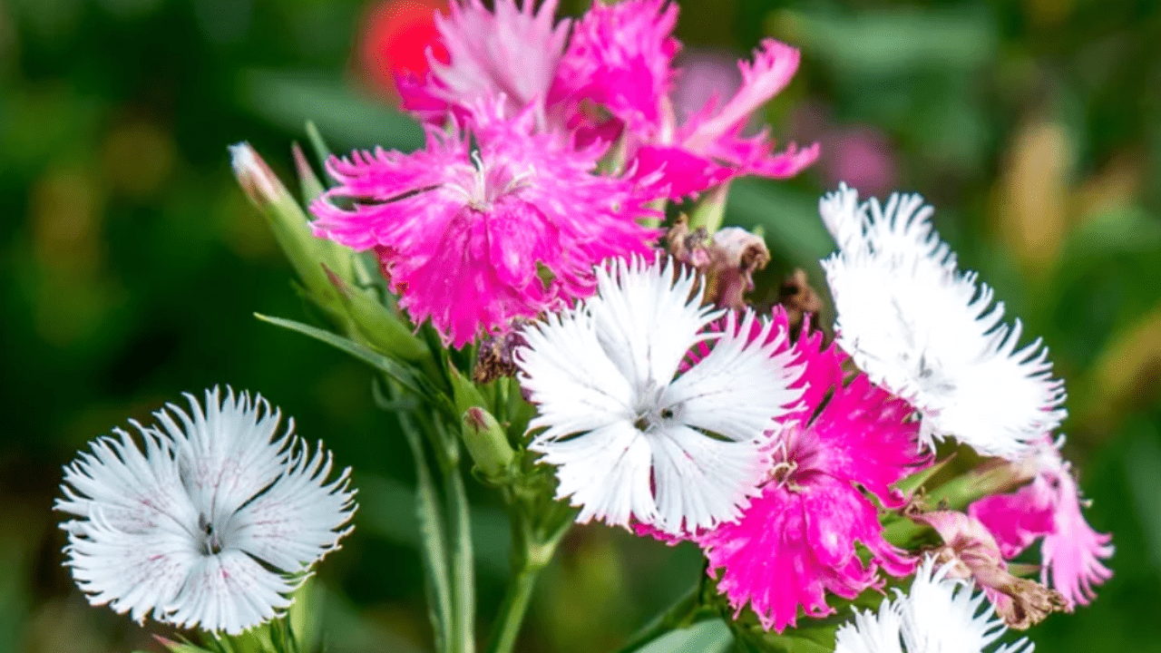 Dianthus Flower: Essential Care Tips for Healthy, Colorful Plants