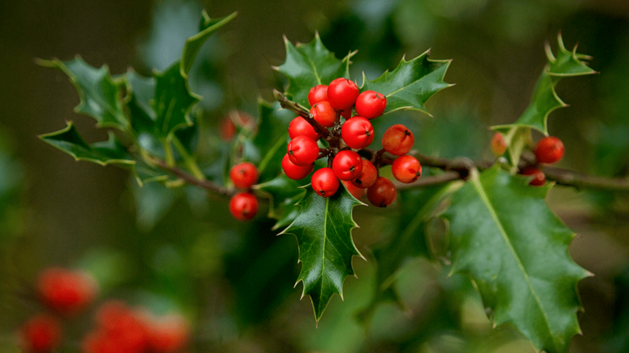 Ilex Aquifolium Plant – Grow & Maintain Holly Bush