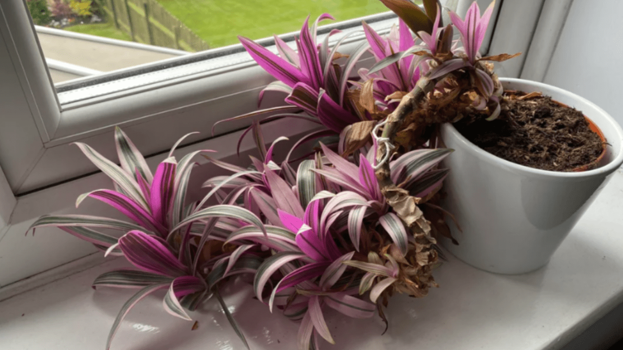 Moses in Cradle Plant: Essential Tips for Healthy Growth