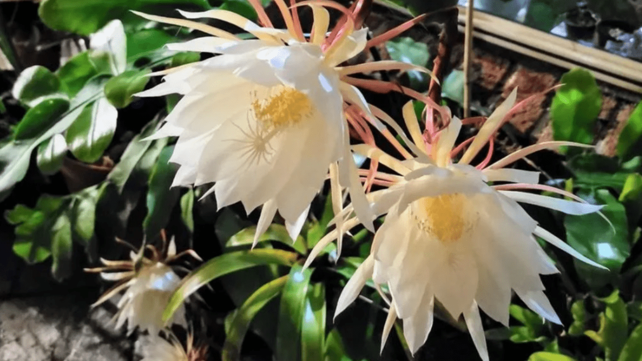 Night Queen Flower: How to Grow and Care for It