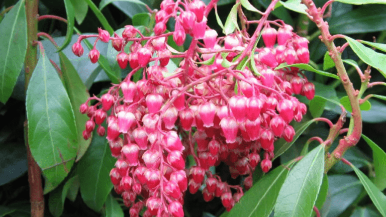Pieris japonica Plant: Best Practices for Healthy Growth
