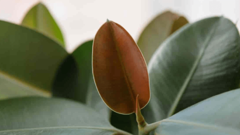 Rubber Tree Leaves Falling Off: Causes and Quick Solutions