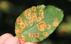 Apple Tree Leaves: Common Issues and How to Fix Them