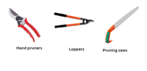 Table Grapes – A Guide to Choosing the Best Varieties