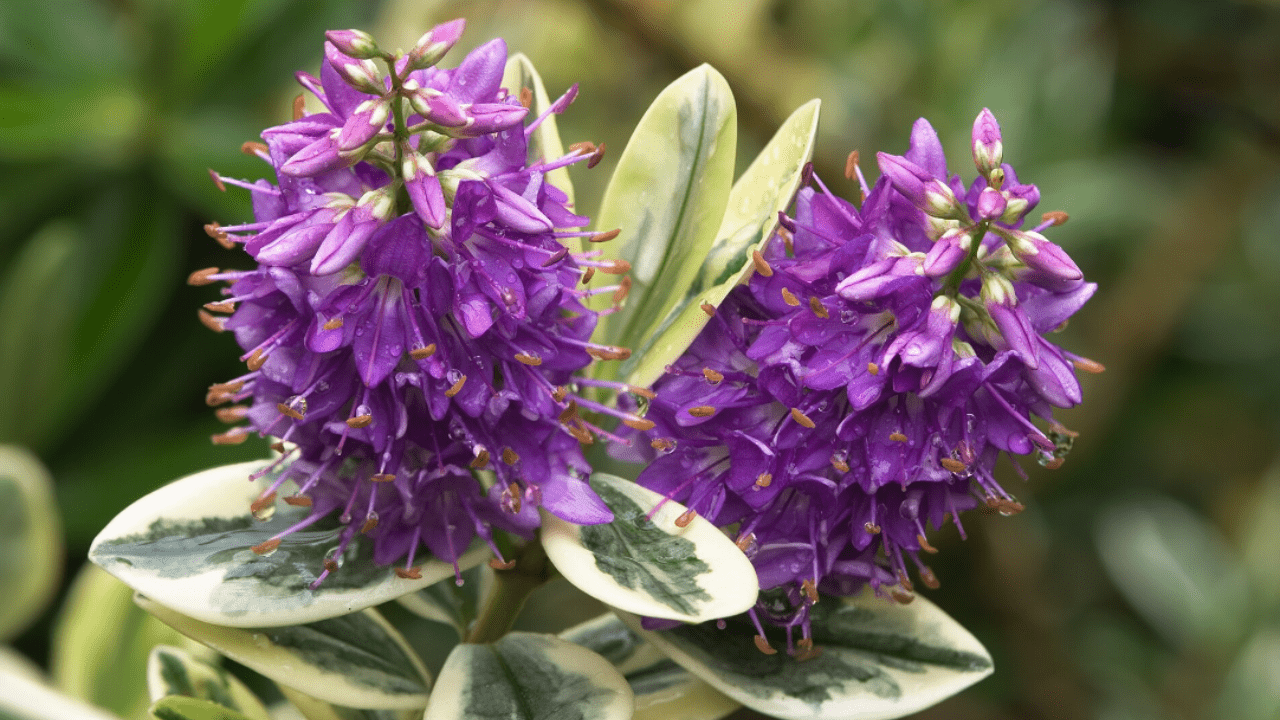 Hebe Plant Care: Grow and Maintain Vibrant Shrubs
