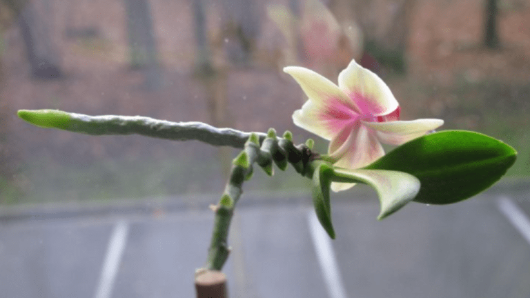 Orchid Keiki: How to Grow and Care for Baby Orchids at Home
