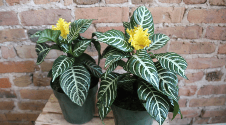 Zebra Plant Flower: Care Tips for Growing Vibrant Blooms Indoors