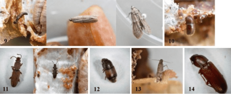 Dates Fruit: Step-by-Step Guide to Growing and Harvesting