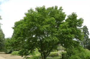 Paper Mulberry Tree – A Complete Guide to Planting and Care.