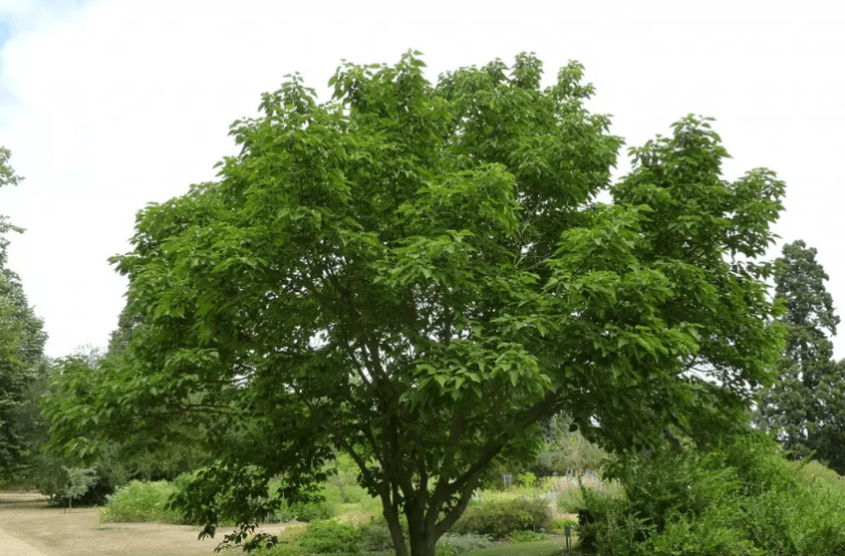 Paper Mulberry Tree – A Complete Guide to Planting and Care.
