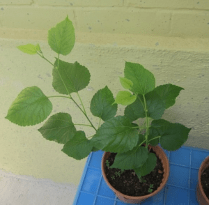 Paper Mulberry Tree – A Complete Guide to Planting and Care.