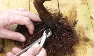 Mulberry Tree Roots – Understanding Their Growth and Importance