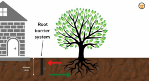 Mulberry Tree Roots – Understanding Their Growth and Importance