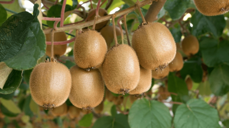 Kiwi Fruits Grow on Trees: The Ultimate Growing Guide.