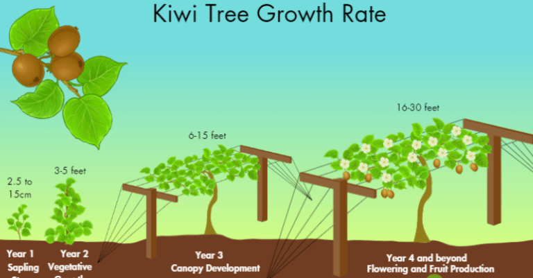 Kiwi Fruits Grow on Trees: The Ultimate Growing Guide.