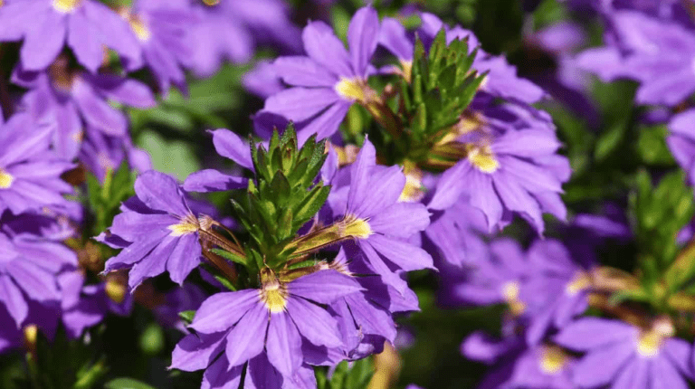 Scaevola Plant: Care Tips and Growing Guide for Stunning Flowers